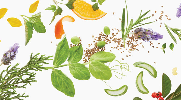 Botanicals Explained + Why They are Important for Your Skin – Tuel Skincare